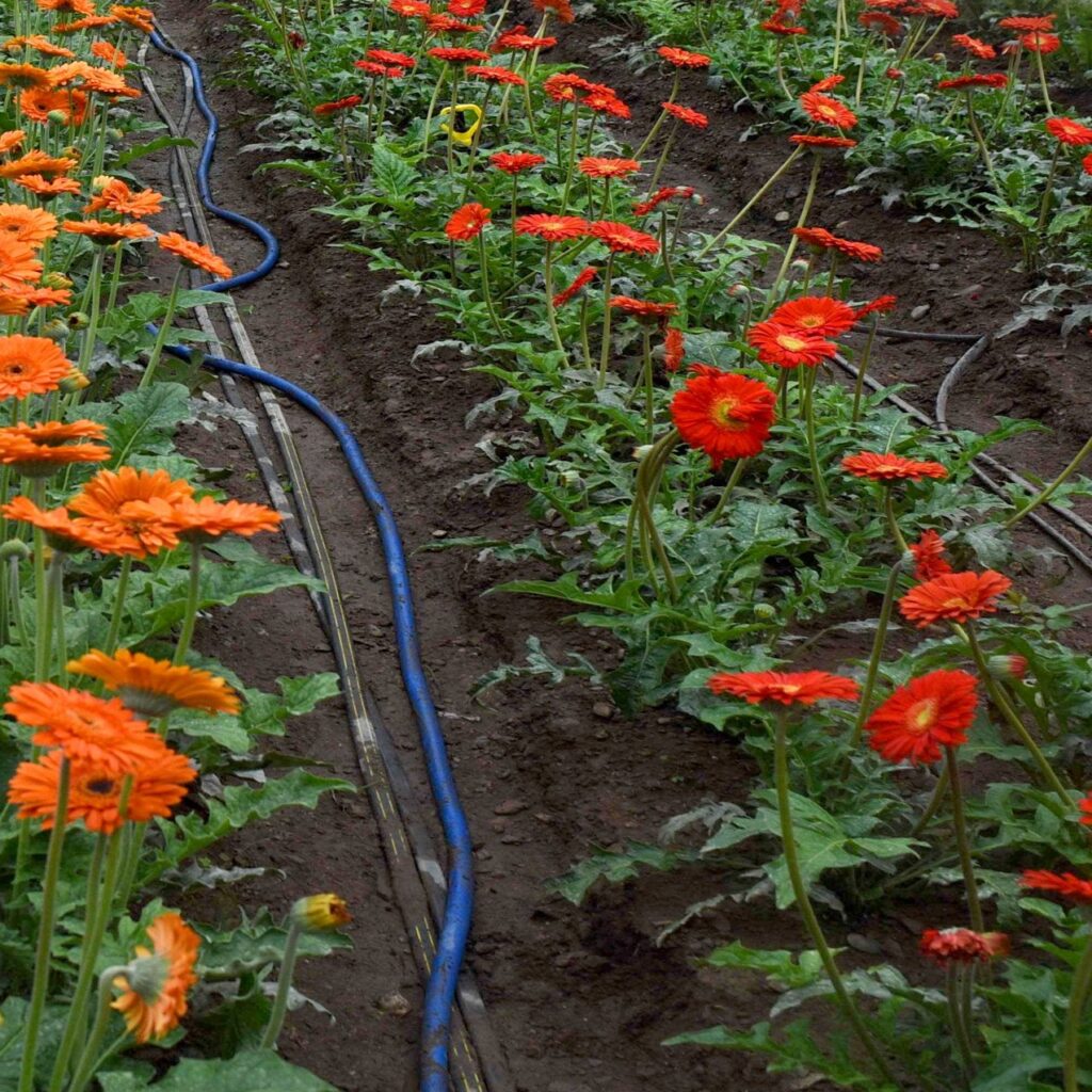 UGVS – (IFAD-REAP)