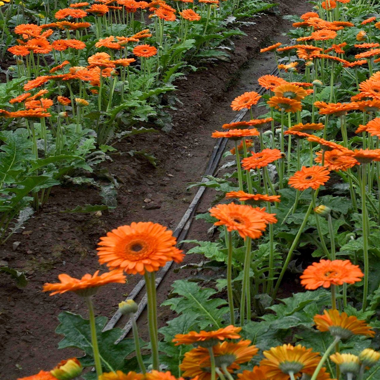 UGVS – (IFAD-REAP)